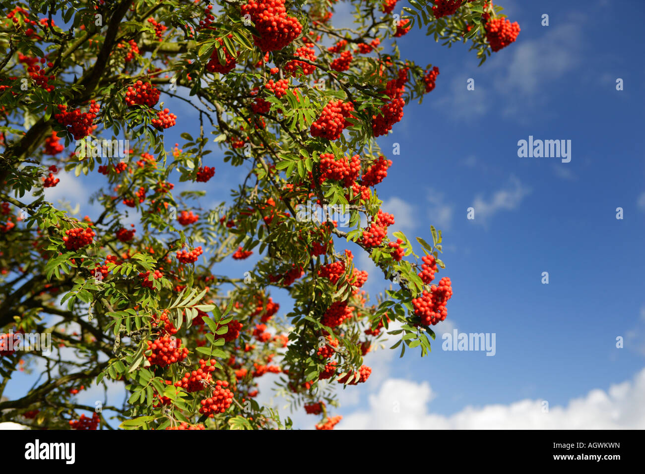 Looking Up Into Rowan Tree With Ripe Berries, UK Stock Photo - Alamy