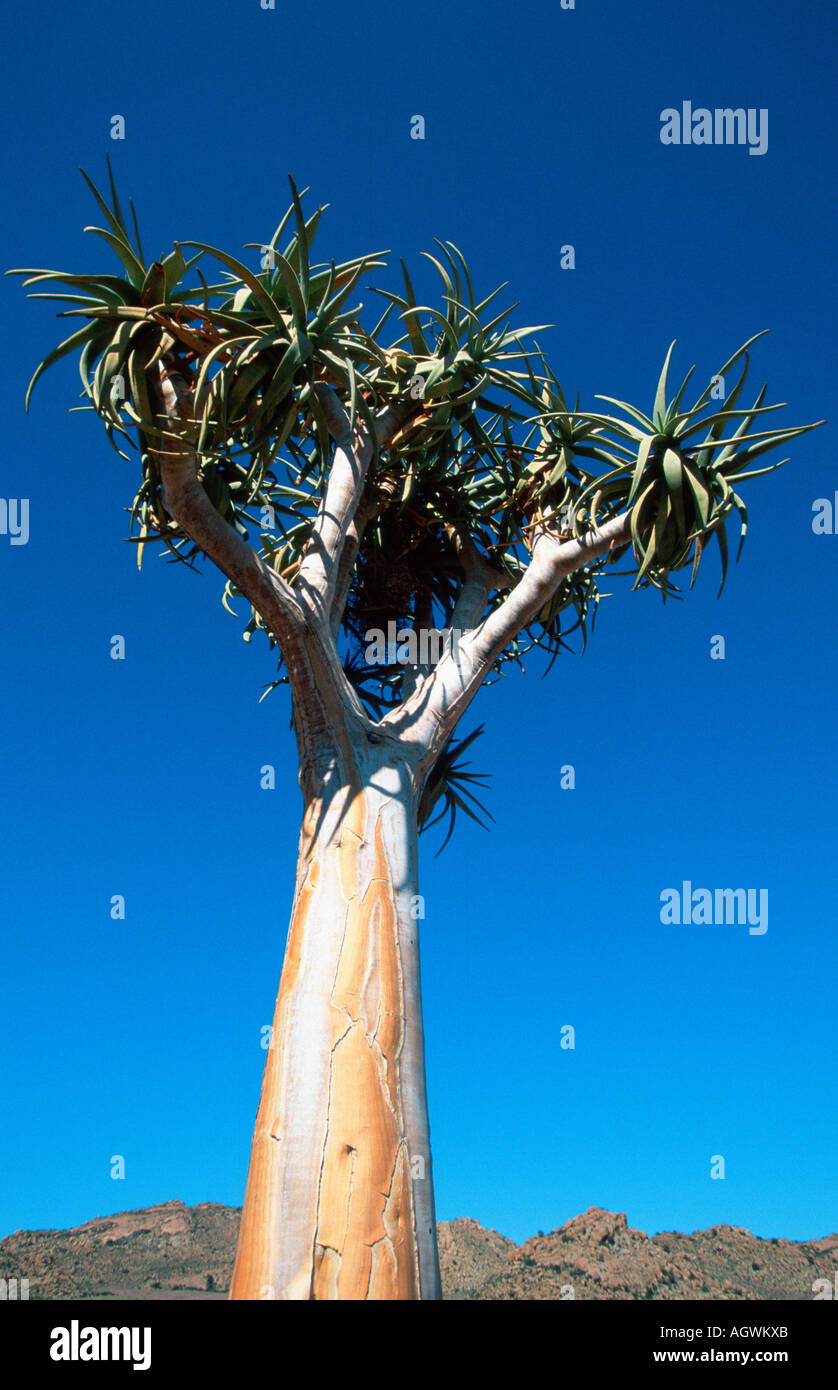Quiver Tree / Koecherbaum Stock Photo - Alamy
