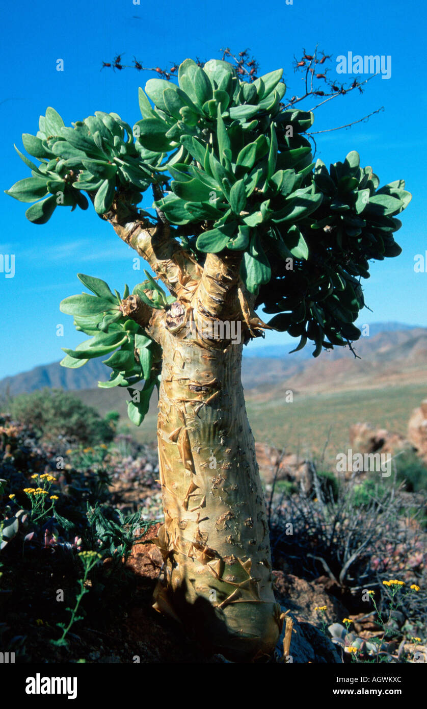 Elephant's Bush / Elephant's Food / Elefantenbaum / Speckbaum Stock ...
