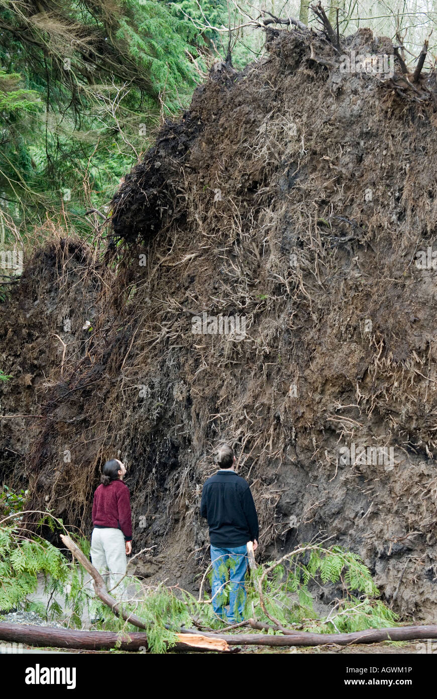 A giant root ball from a hemlock tree that fell in Vancouver, BC's ...