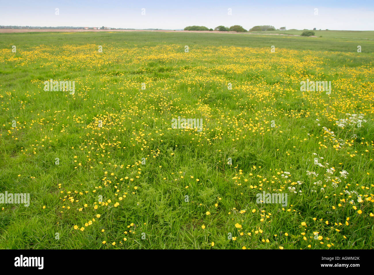 Southwold Common High Resolution Stock Photography and Images - Alamy