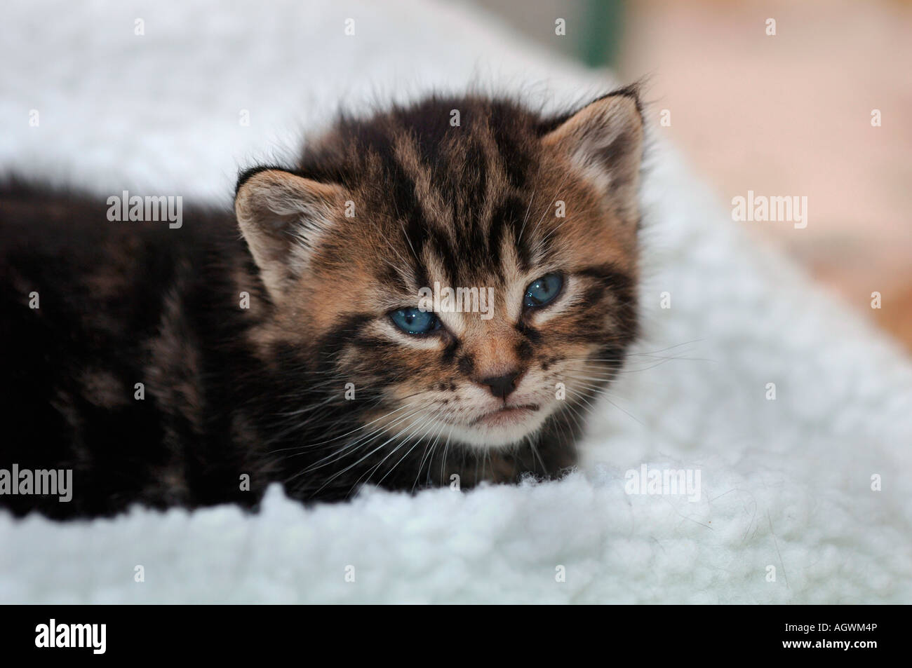 A 3 Week Old Kitten Stock Photo - Alamy