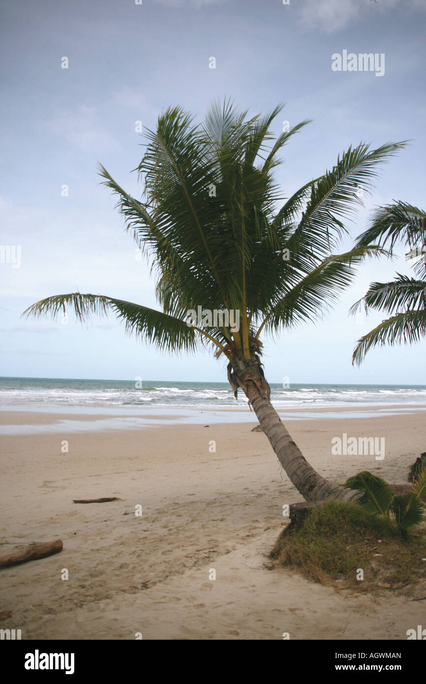 palm tree by the sea Stock Photo - Alamy