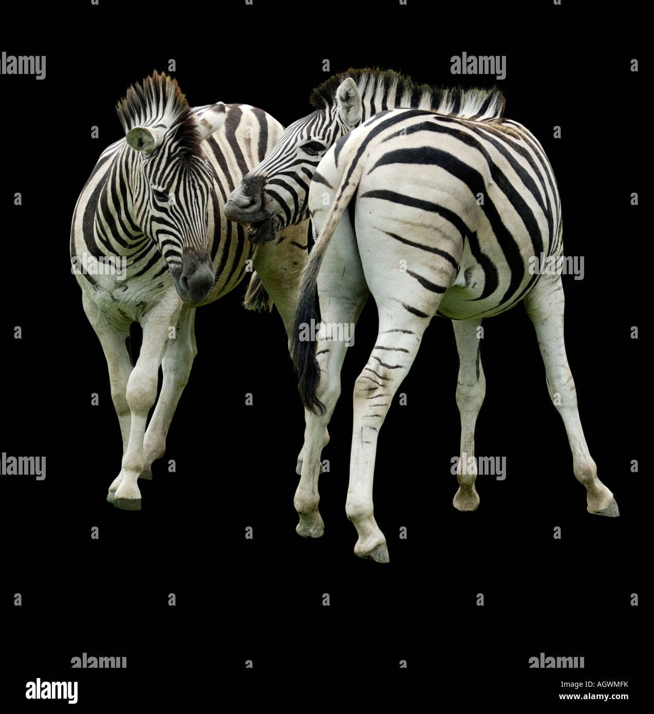 Two zebra s fighting Stock Photo - Alamy