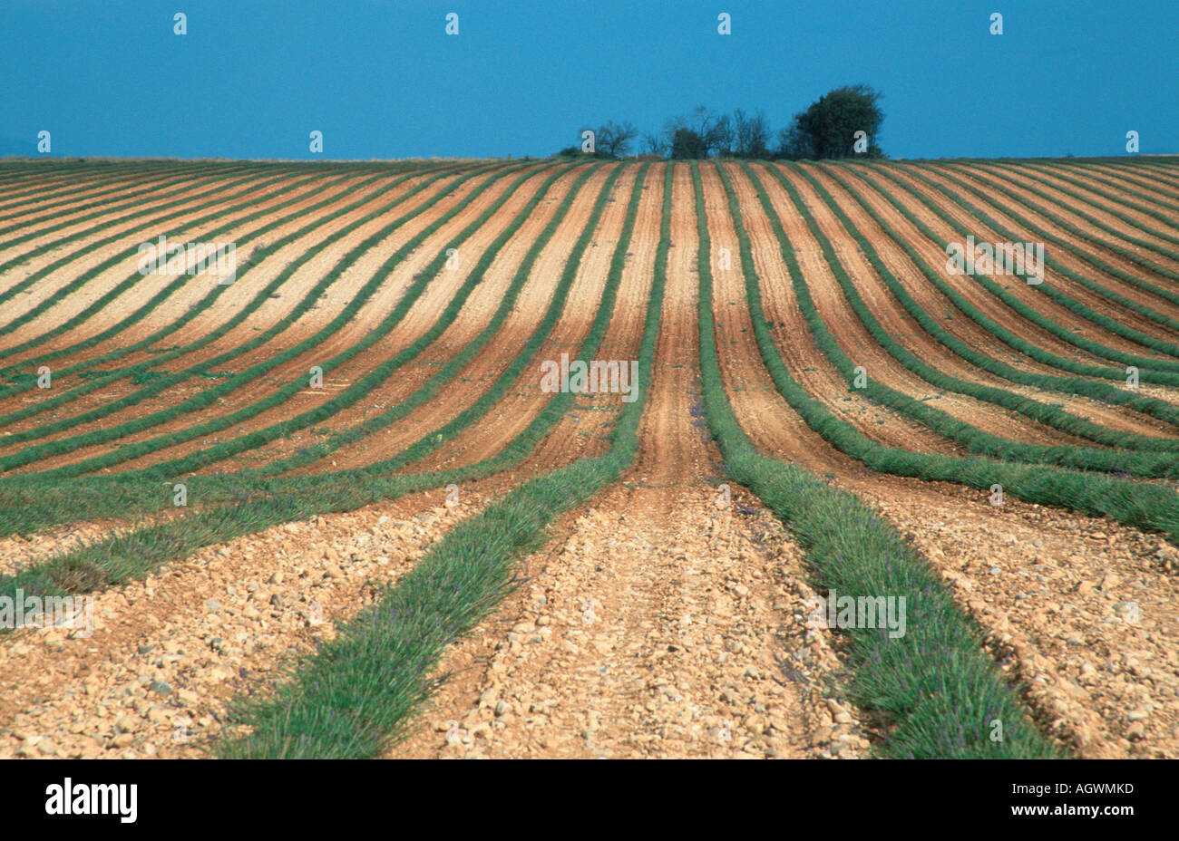 Lavender field after harvest hi-res stock photography and images - Alamy
