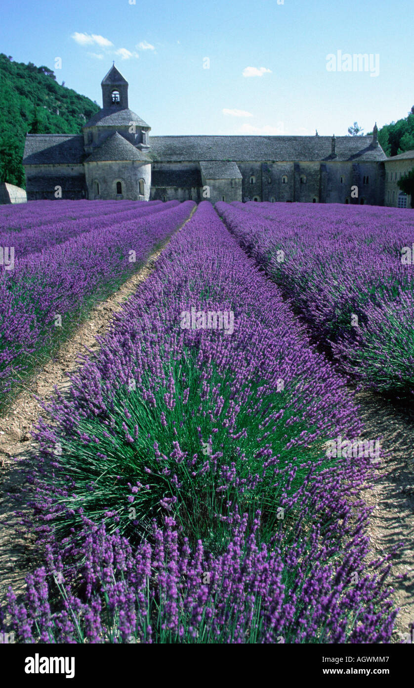 Abbey Senanque / Abtei Senanque Stock Photo - Alamy