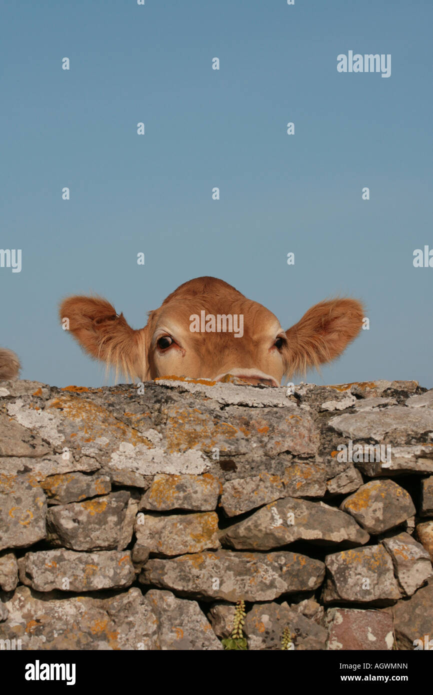 Cow looking over a stone wall Stock Photo - Alamy