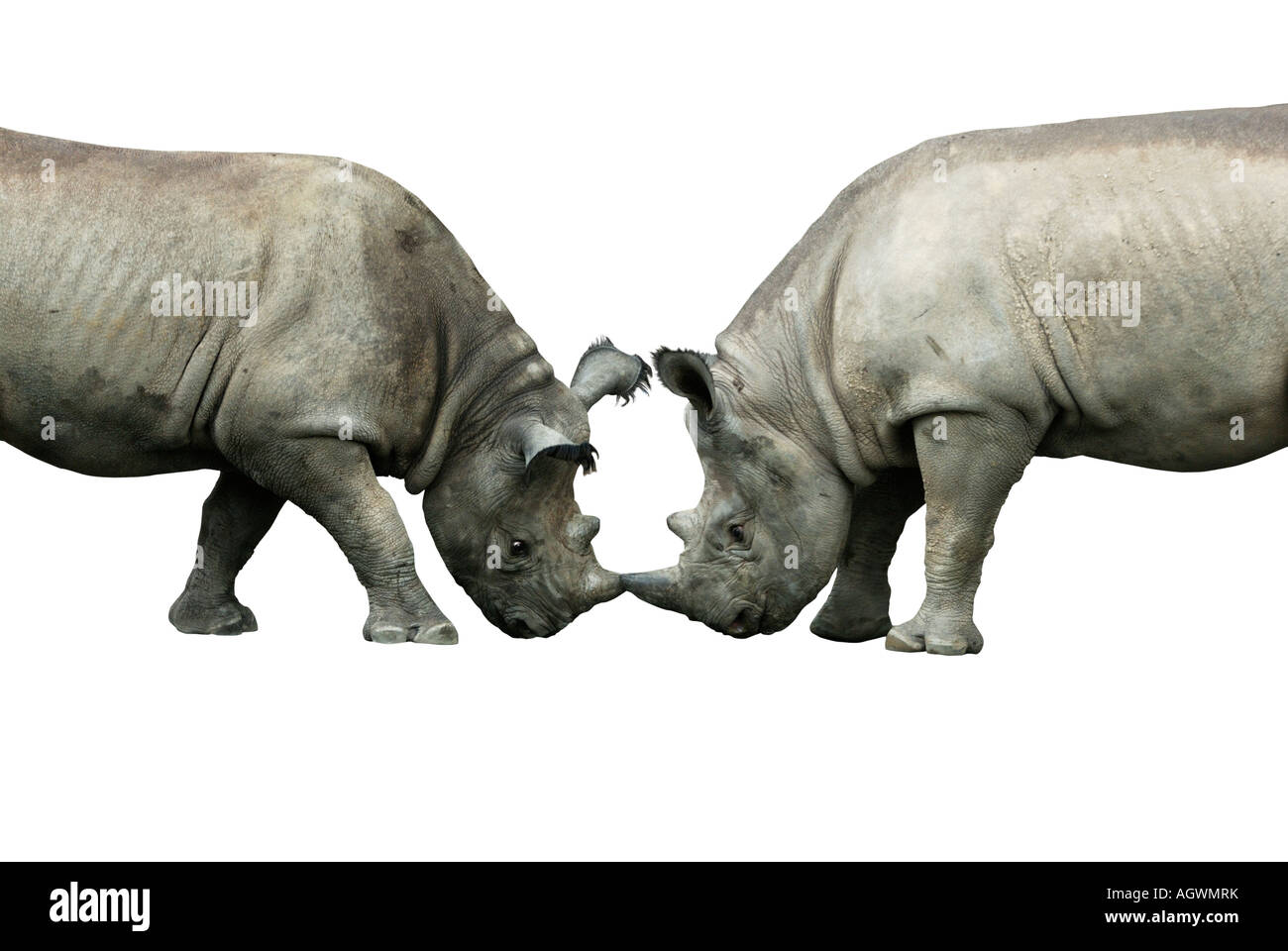 Two rhino s fighting Stock Photo - Alamy