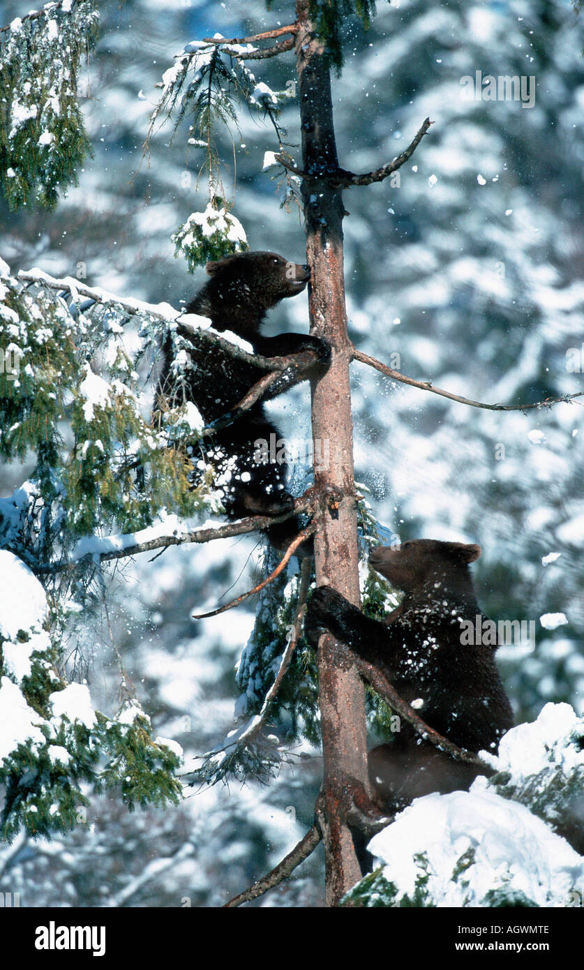European Brown Bear / Europaeischer Braunbaer Stock Photo - Alamy