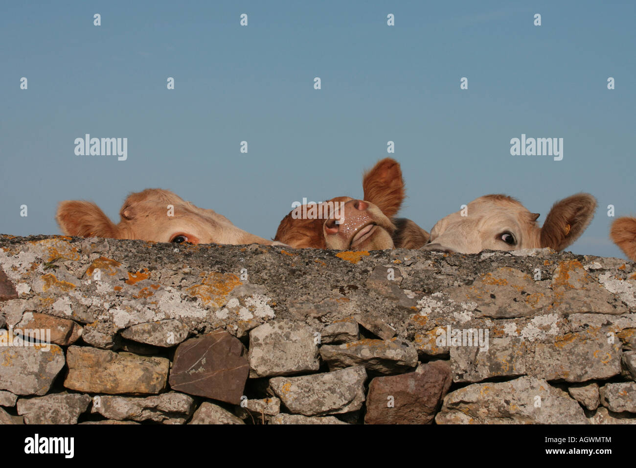 Cows looking over wall hi-res stock photography and images - Alamy