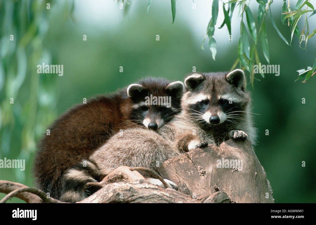 Waschbaeren hi-res stock photography and images - Alamy