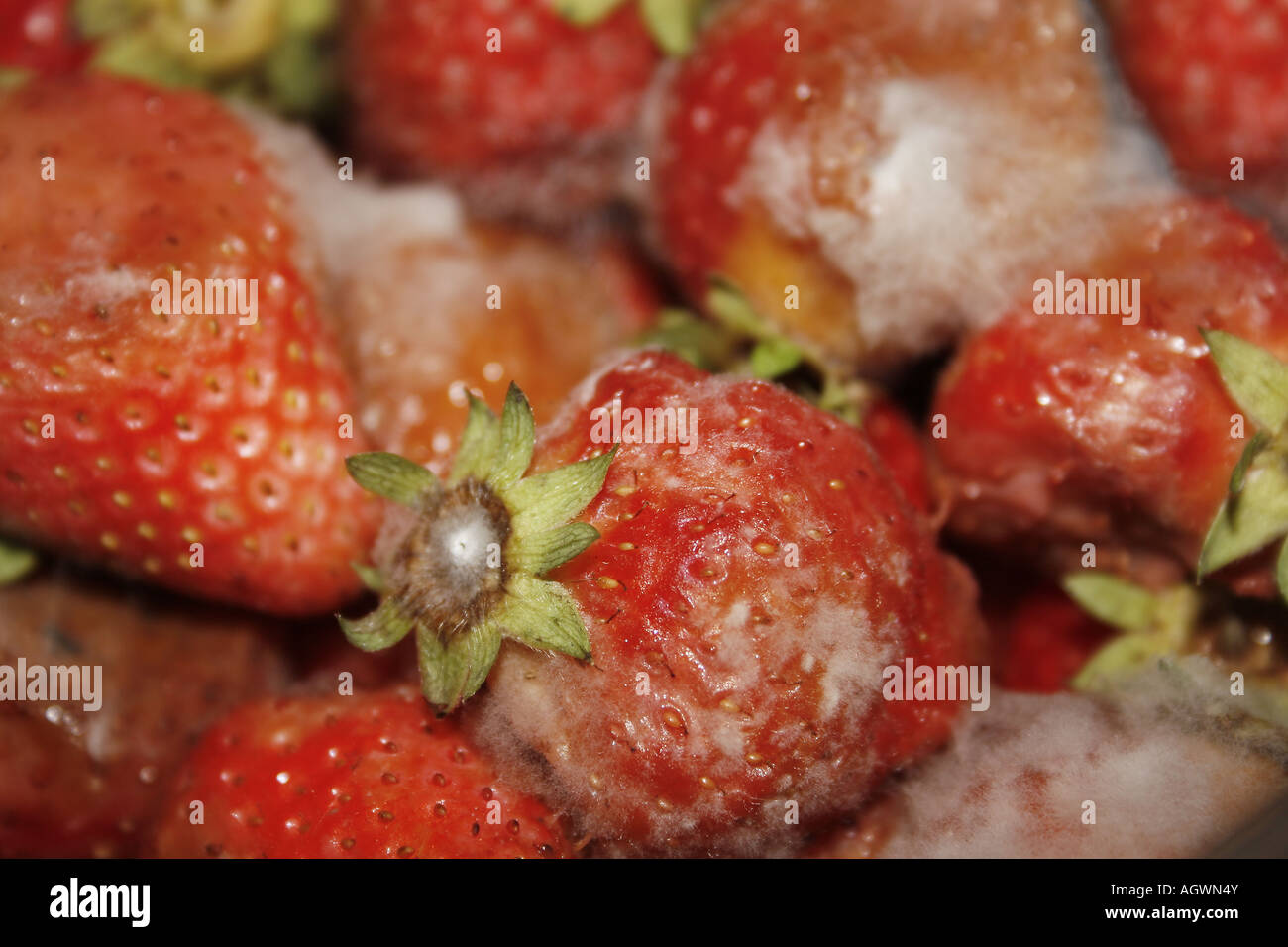 Rotten strawberries hi-res stock photography and images - Alamy