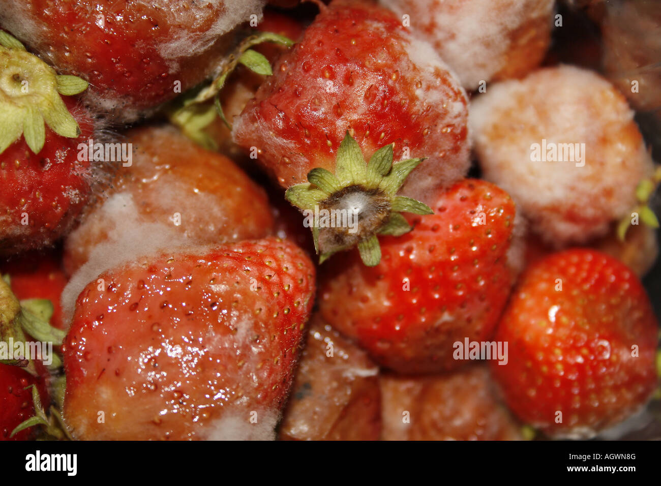 Rotten strawberries hi-res stock photography and images - Alamy
