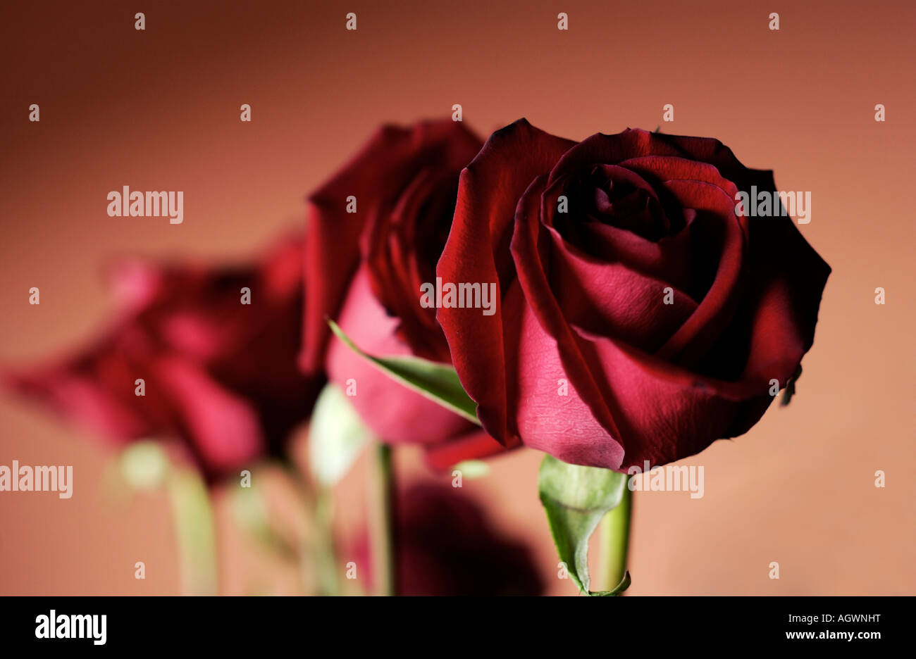 3 red flower hi-res stock photography and images - Alamy