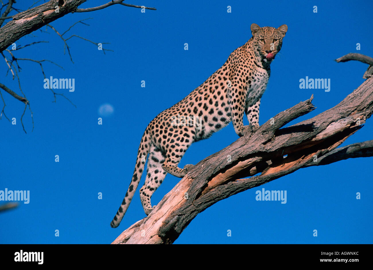 Afrikanischer leopard hi-res stock photography and images - Alamy