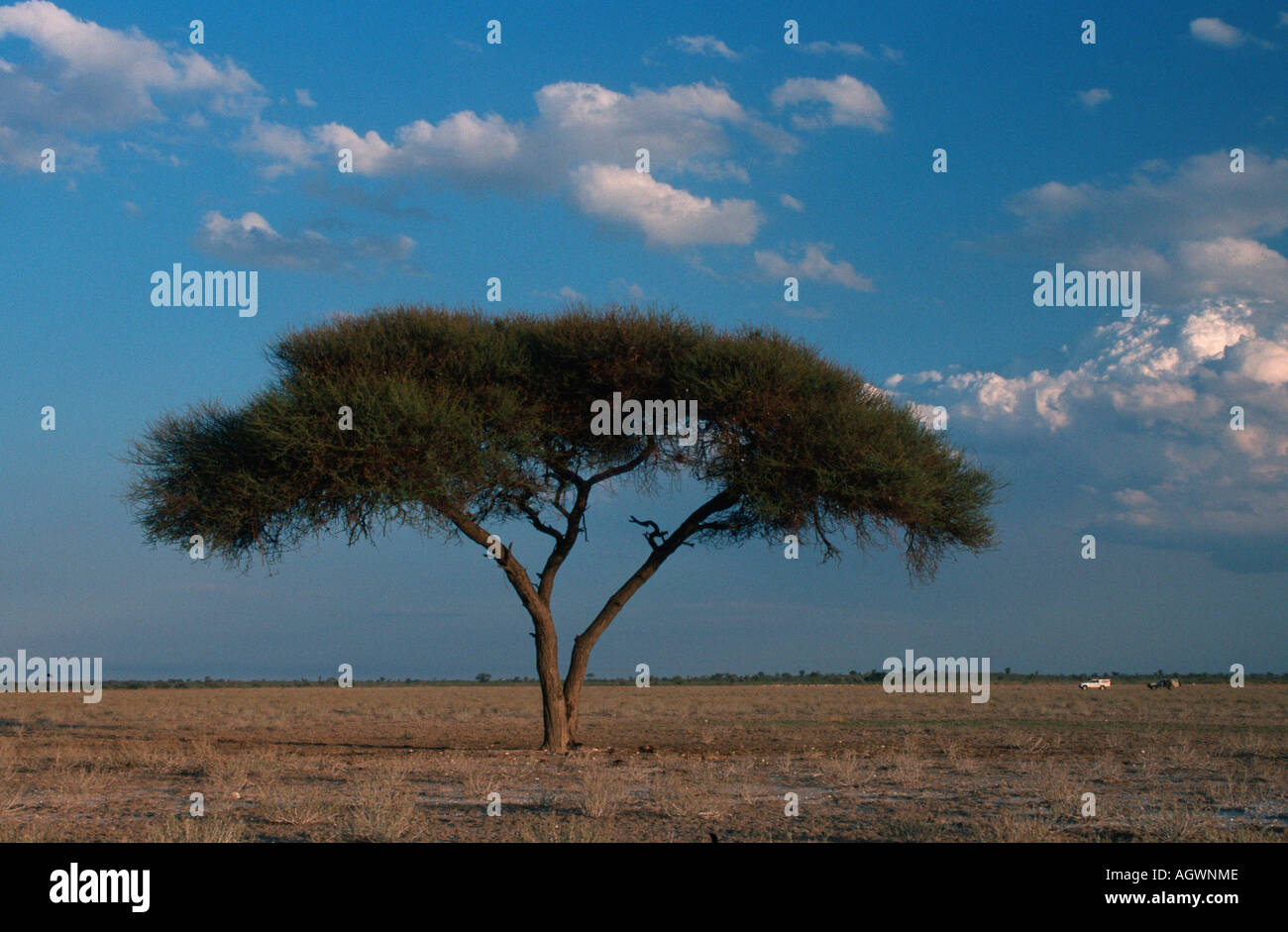 Prairie acacia hi-res stock photography and images - Alamy