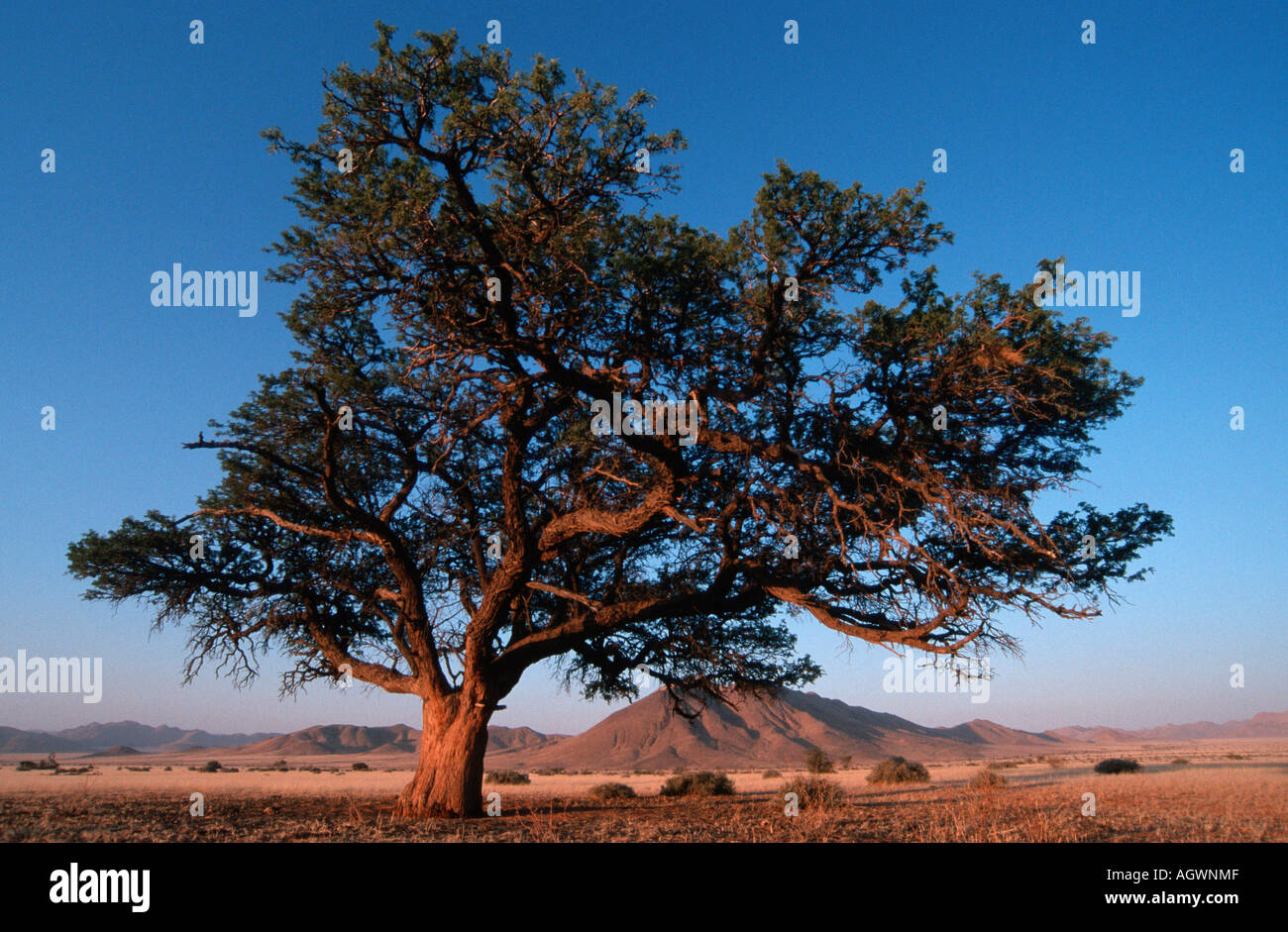 Camelthorn Tree / Kameldornbaum / Akazie Stock Photo - Alamy