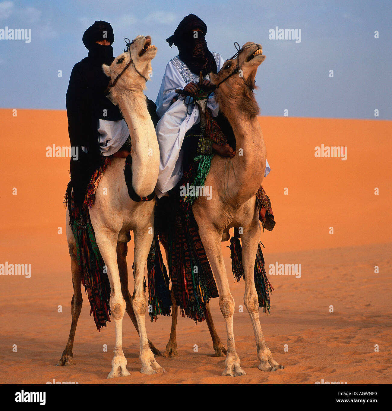 Tuaregs her camels hi-res stock photography and images - Alamy