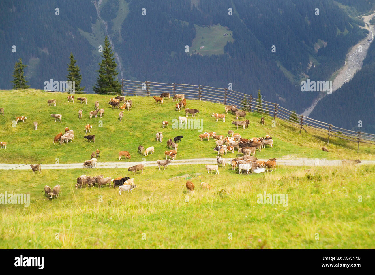 Cattle on alpine pasture / Montafon Stock Photo - Alamy
