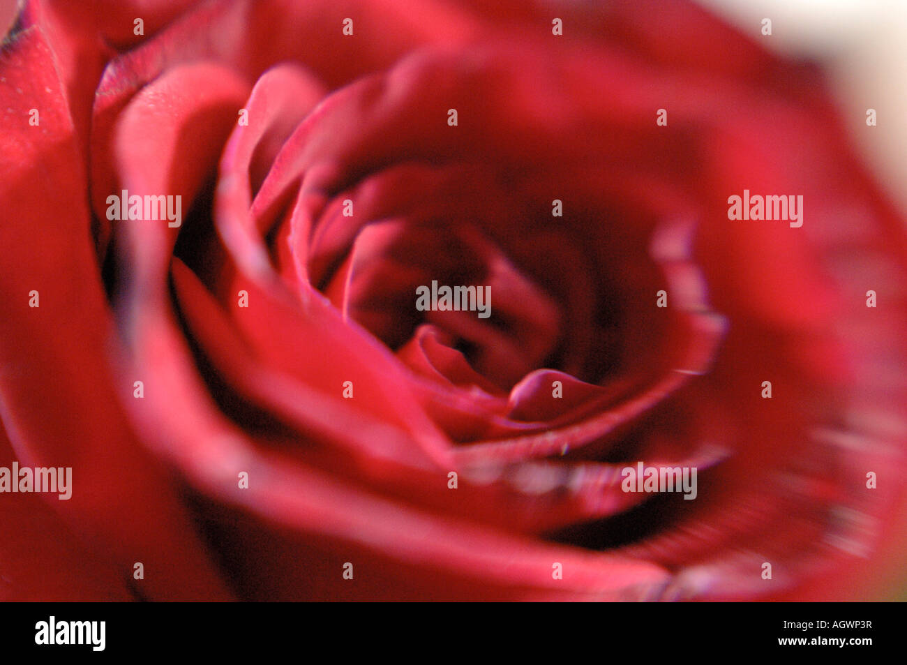 Close up detail of a rose in bloom Stock Photo - Alamy