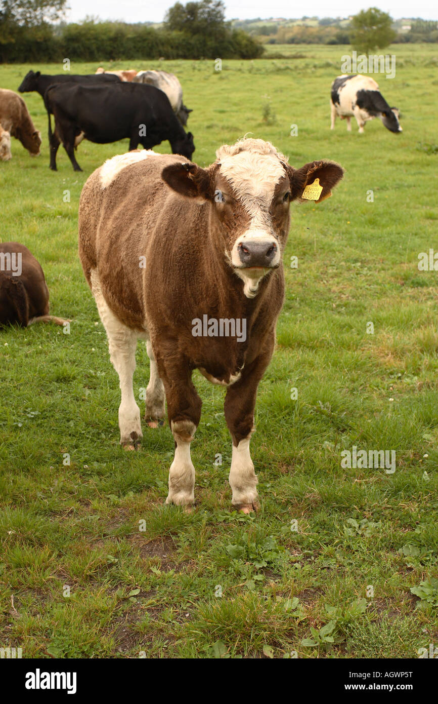 Animal identification marker hi-res stock photography and images - Alamy