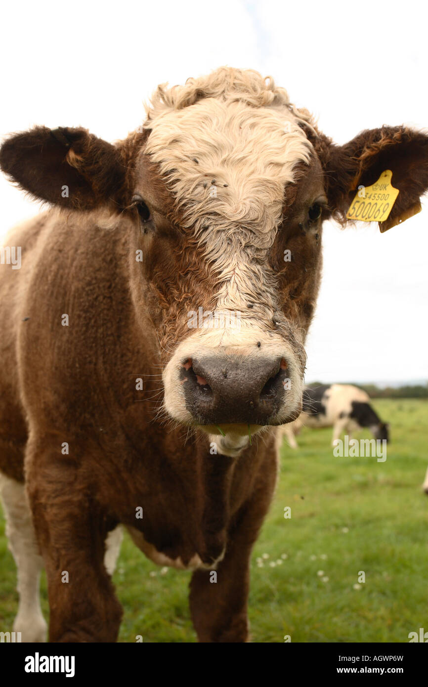 Young calf heifer cow with tag identification marker in Somerset ...