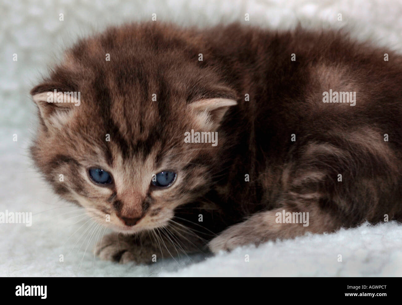 A 3 Week Old Kitten Stock Photo - Alamy