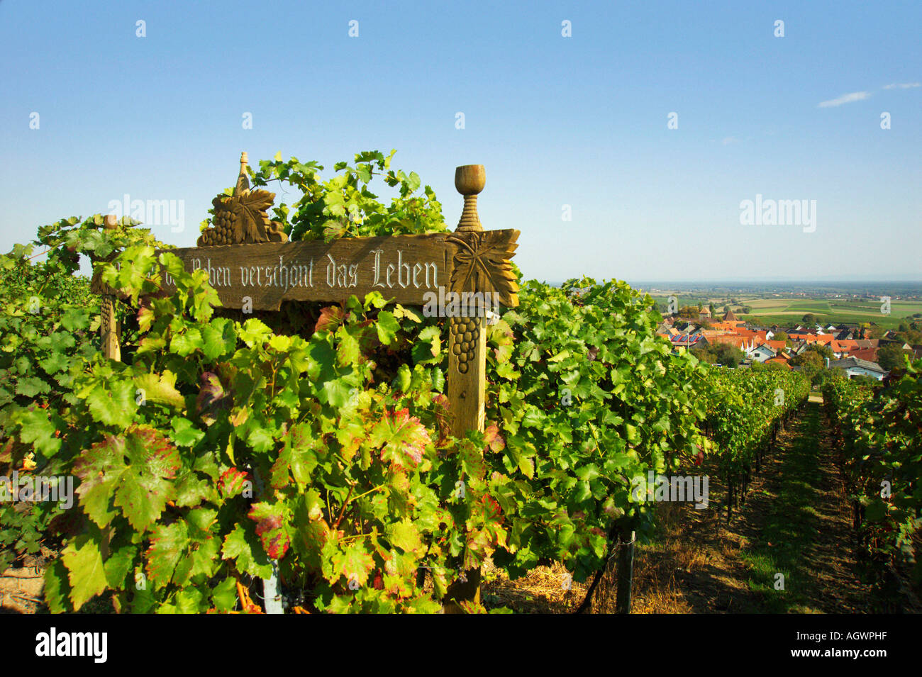 Vineyard / Schweigen Stock Photo - Alamy