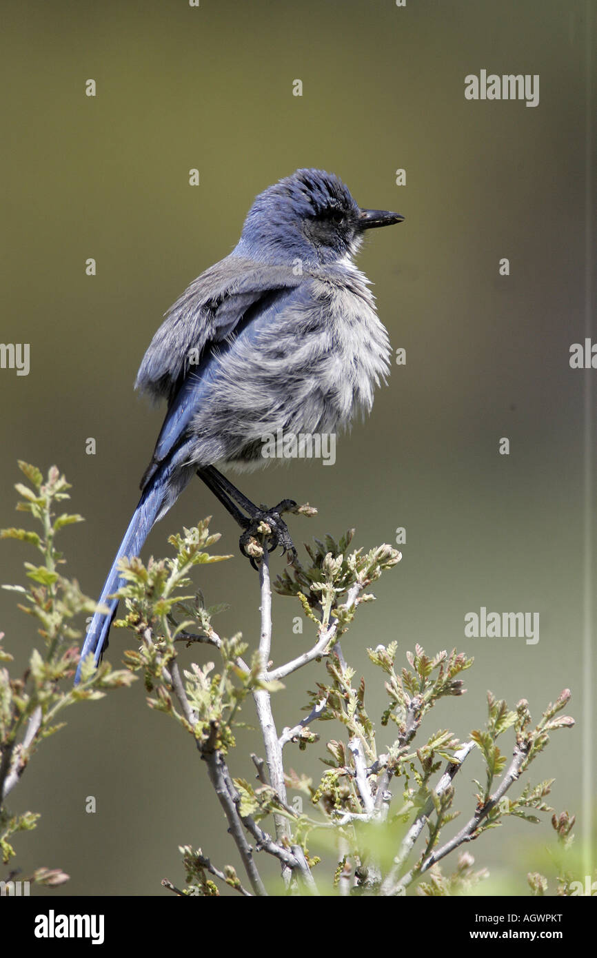 Puffed up feathers hi-res stock photography and images - Alamy