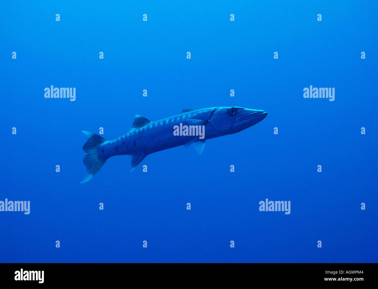 Great Barracuda Stock Photo - Alamy