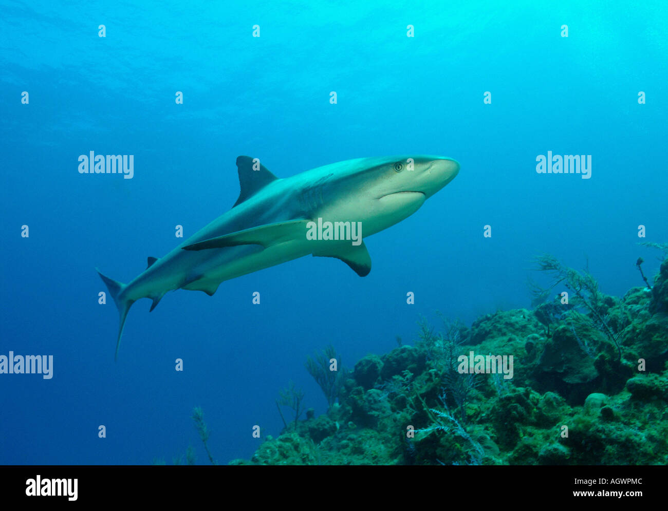 Carribean Reef Shark Stock Photo - Alamy