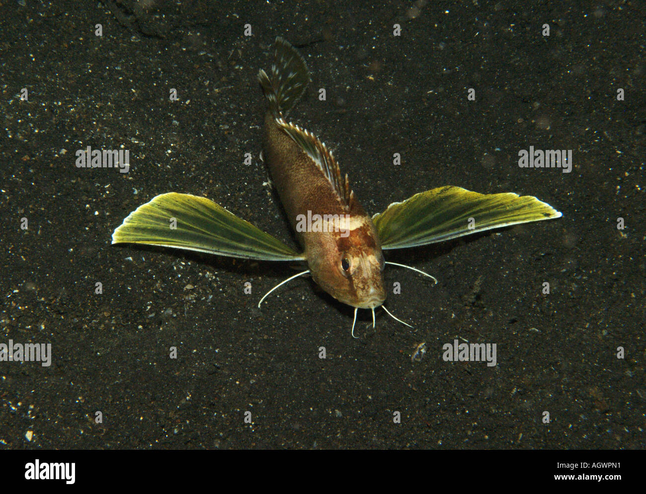 Longfin Waspfish Stock Photo - Alamy