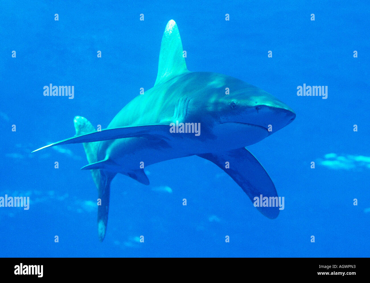 Oceanic Whitetip Shark Stock Photo - Alamy