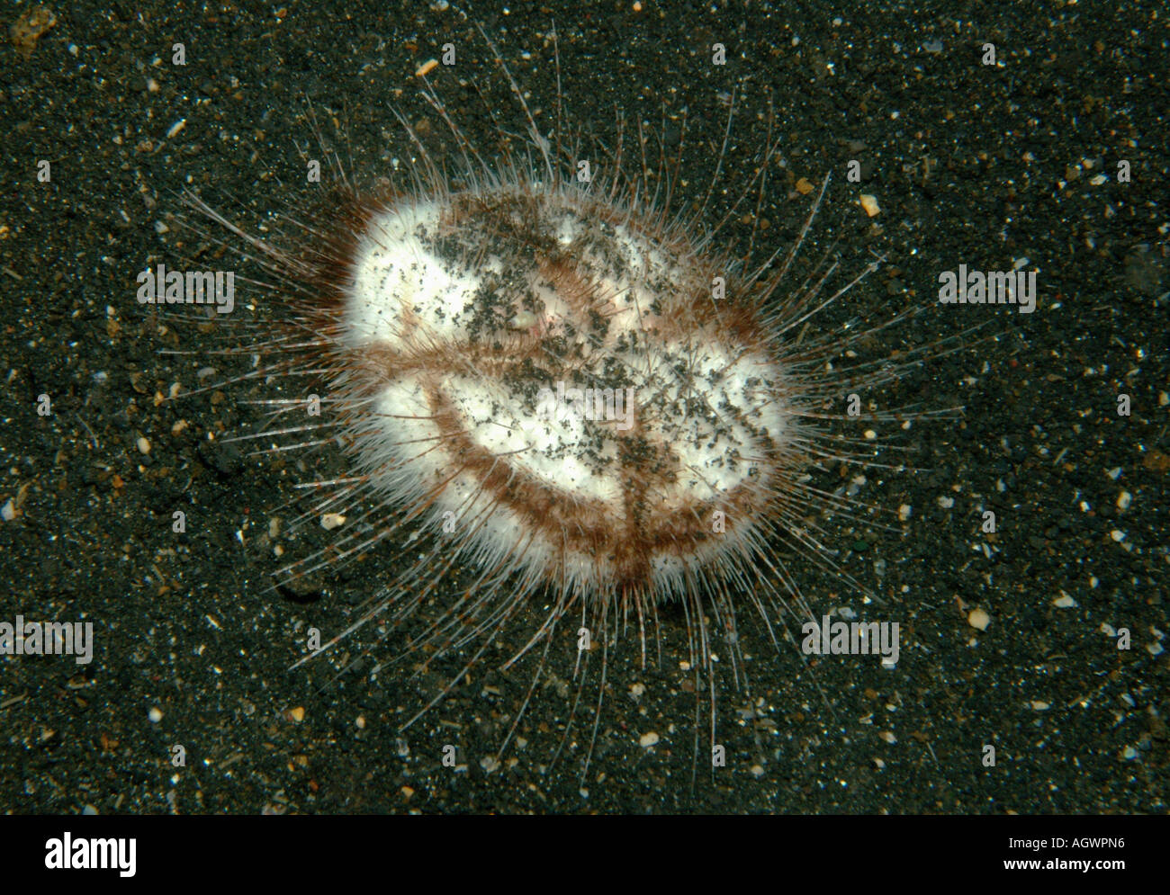 Sanddollar hi-res stock photography and images - Alamy
