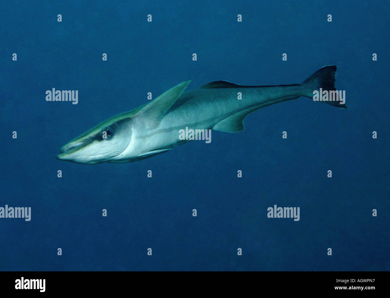 Sharksucker hi-res stock photography and images - Alamy