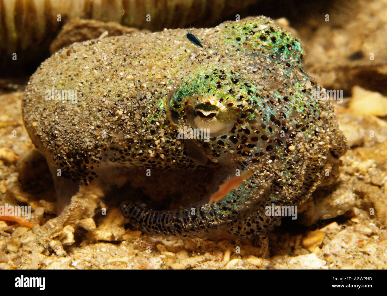 Southern Dumpling Squid Stock Photo - Alamy