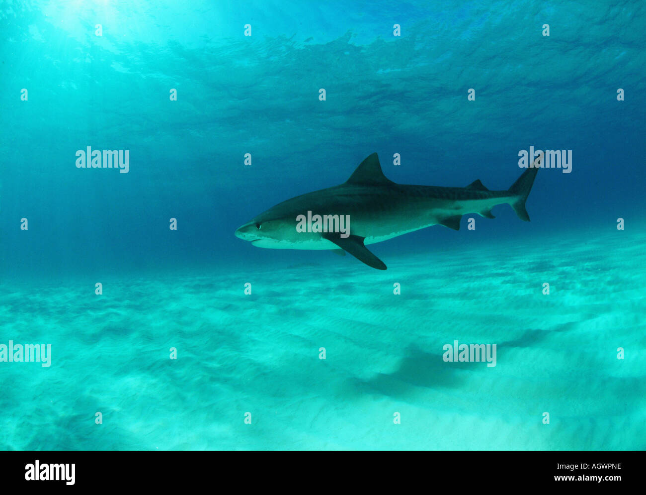Tiger shark hi-res stock photography and images - Alamy