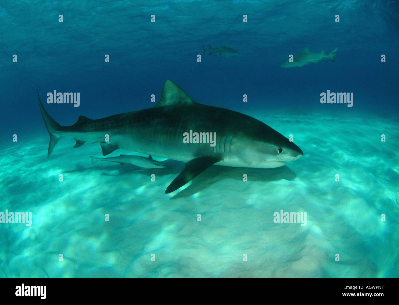 Sharksucker hi-res stock photography and images - Alamy
