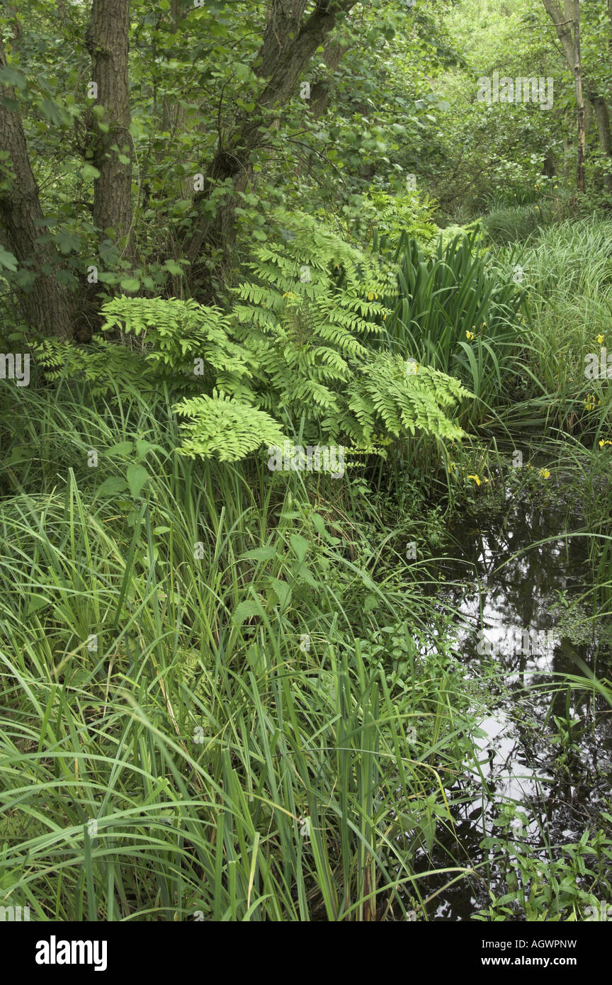 Wet alder carr with royal fern Norfolk Broads UK June Stock Photo - Alamy