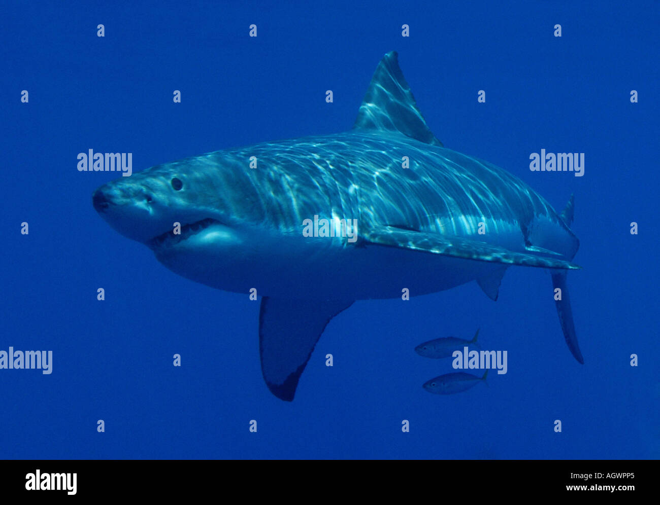 Great white shark with other fish hi-res stock photography and images ...