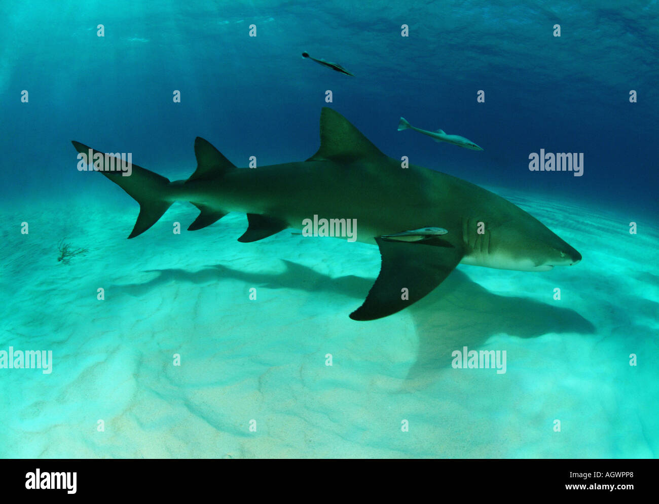 Lemonshark hi-res stock photography and images - Alamy