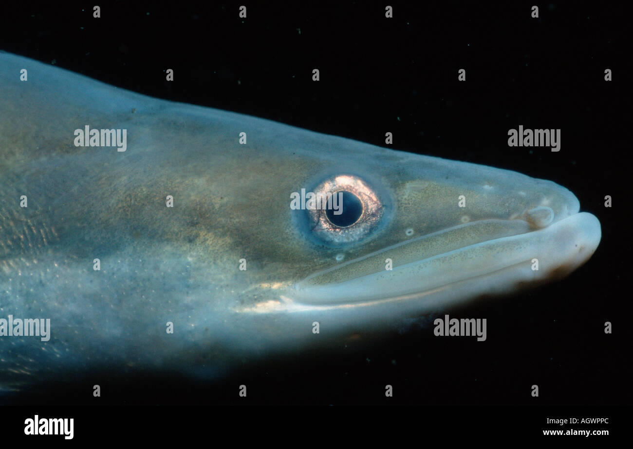 European Eel / River Eel Stock Photo - Alamy