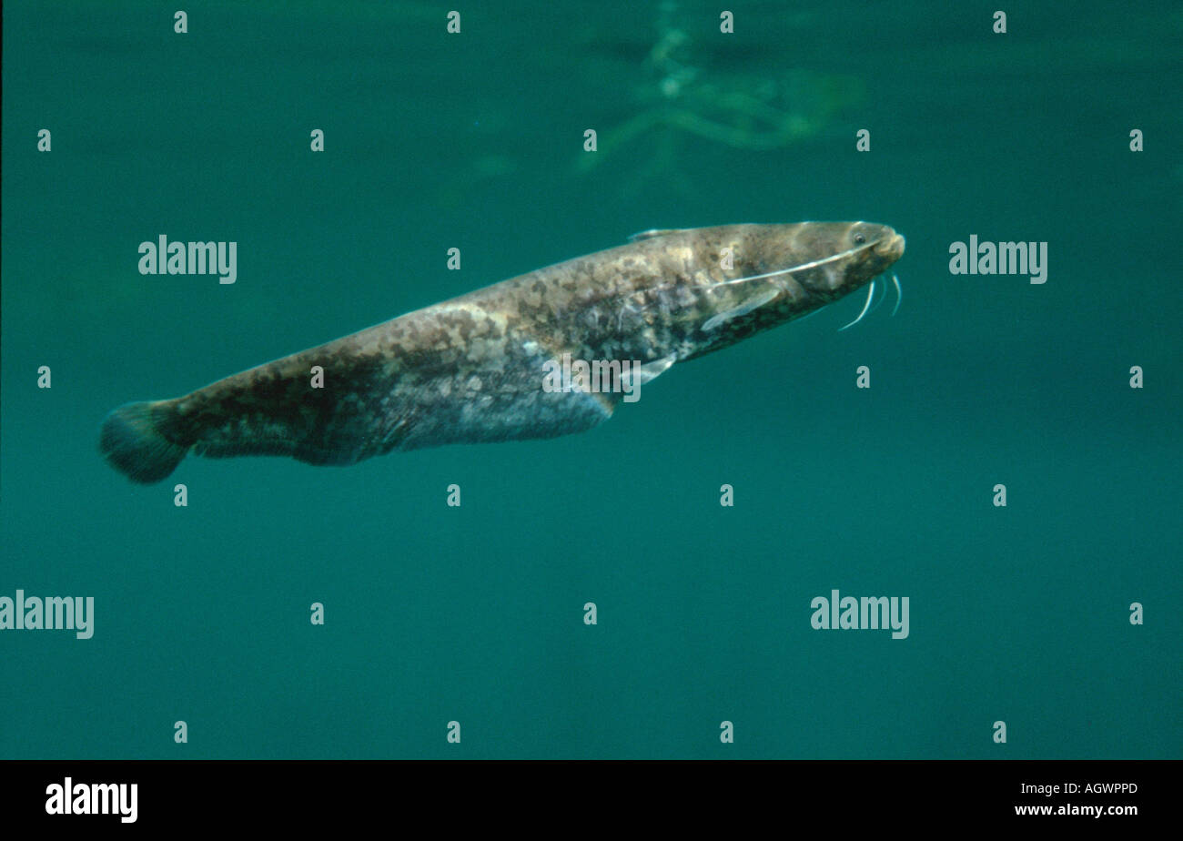 European Wels / Sheatfish Stock Photo - Alamy