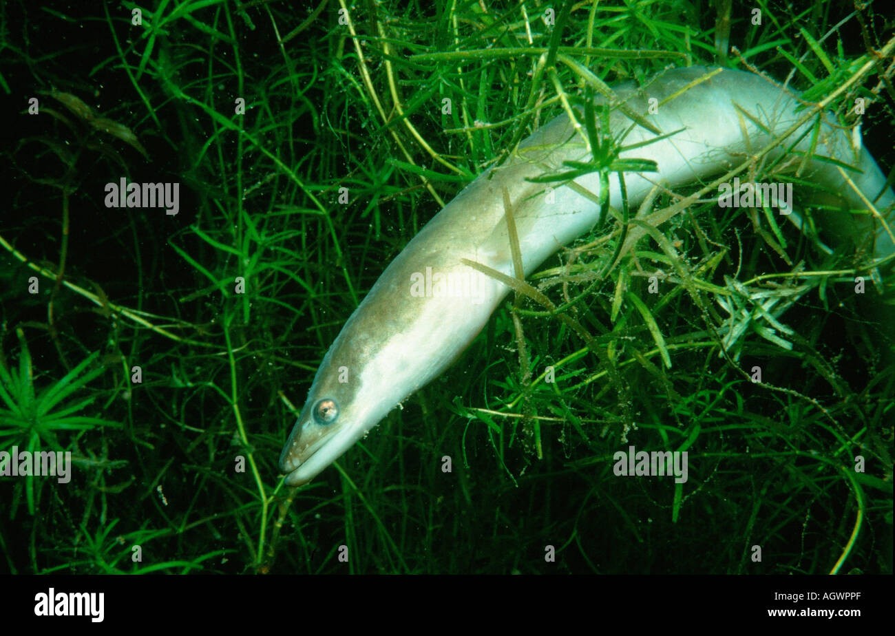 European Eel / River Eel Stock Photo - Alamy