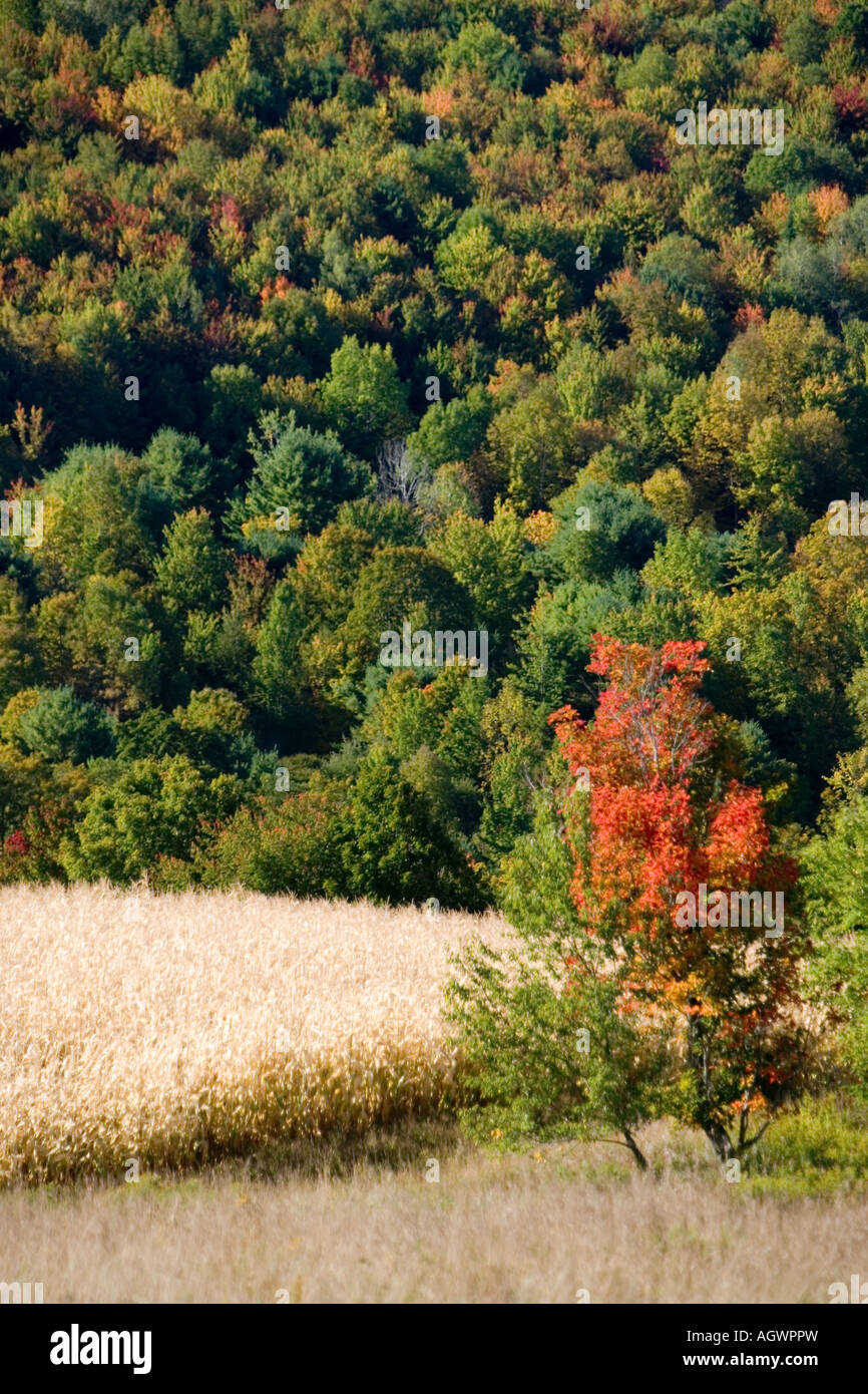Fall field and trees Stock Photo - Alamy