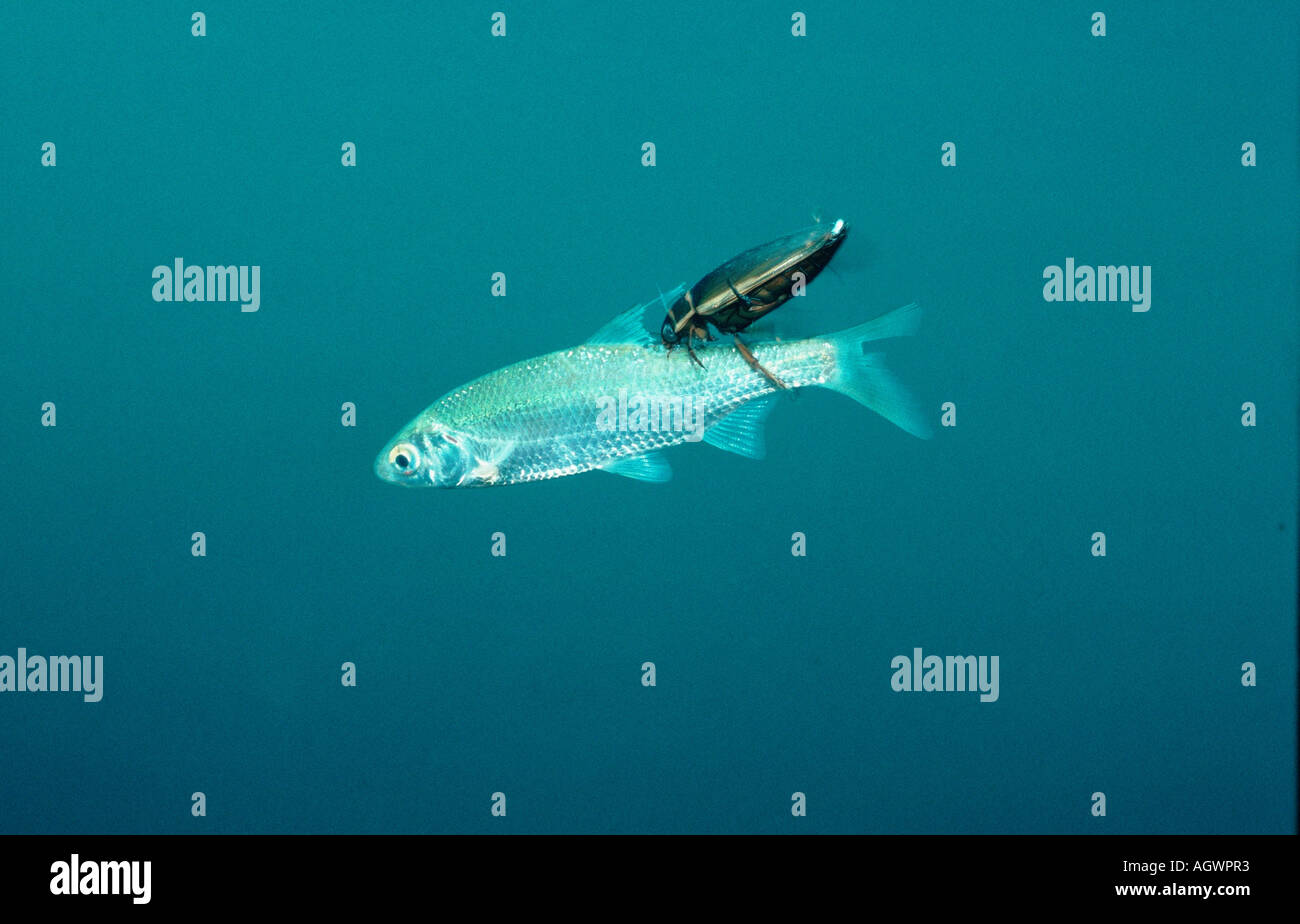 Great Diving Beetle / Balkan Roach Stock Photo - Alamy