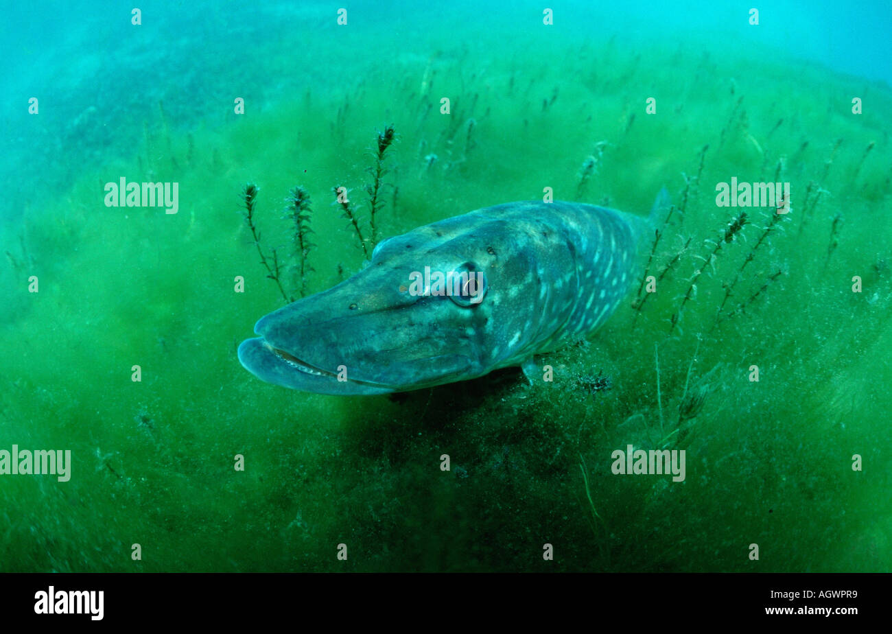 Northern pike germany hi-res stock photography and images - Alamy