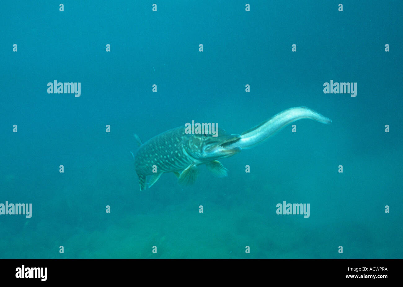 Pike and eel hi-res stock photography and images - Alamy