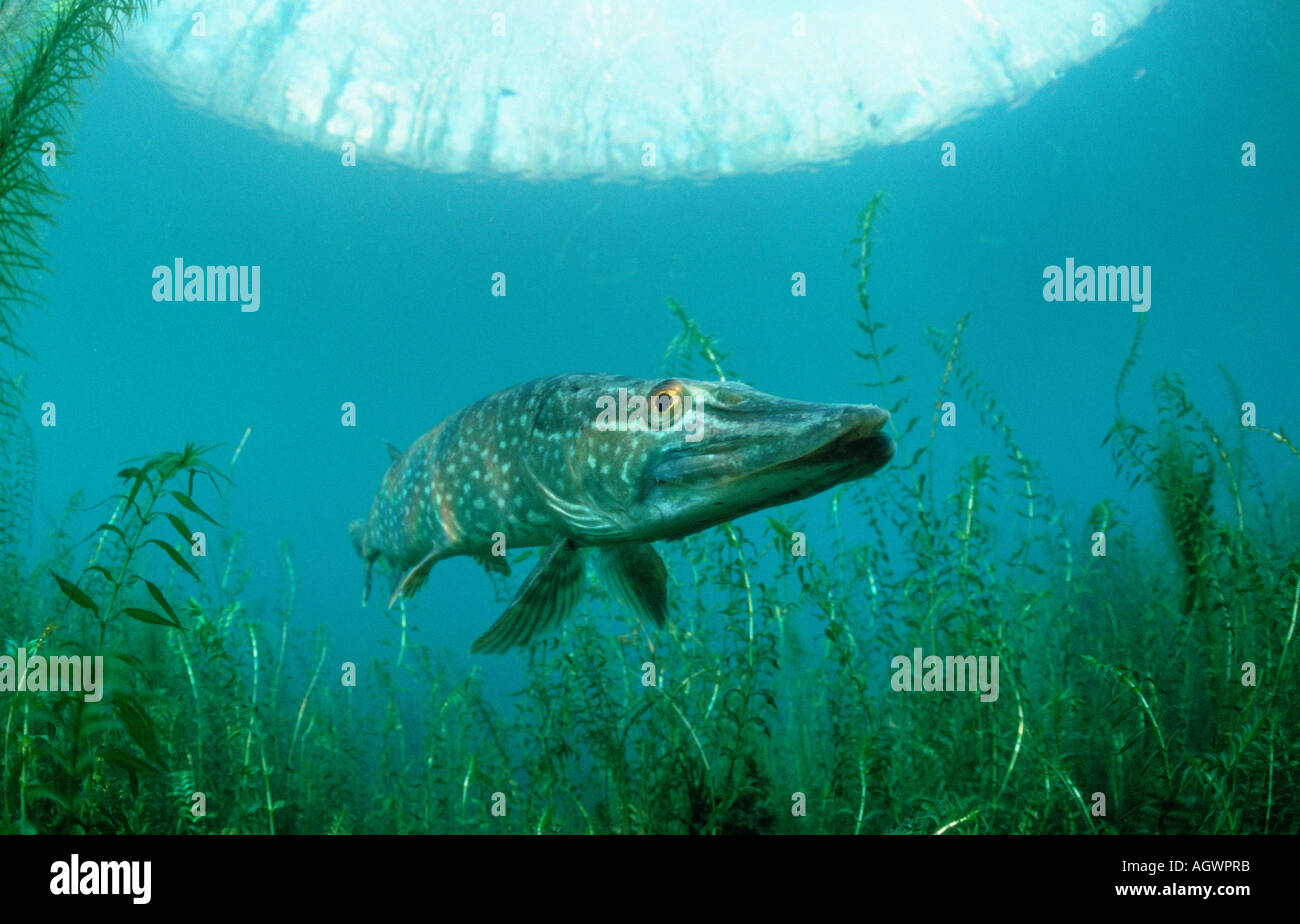 Northern pike germany hi-res stock photography and images - Alamy