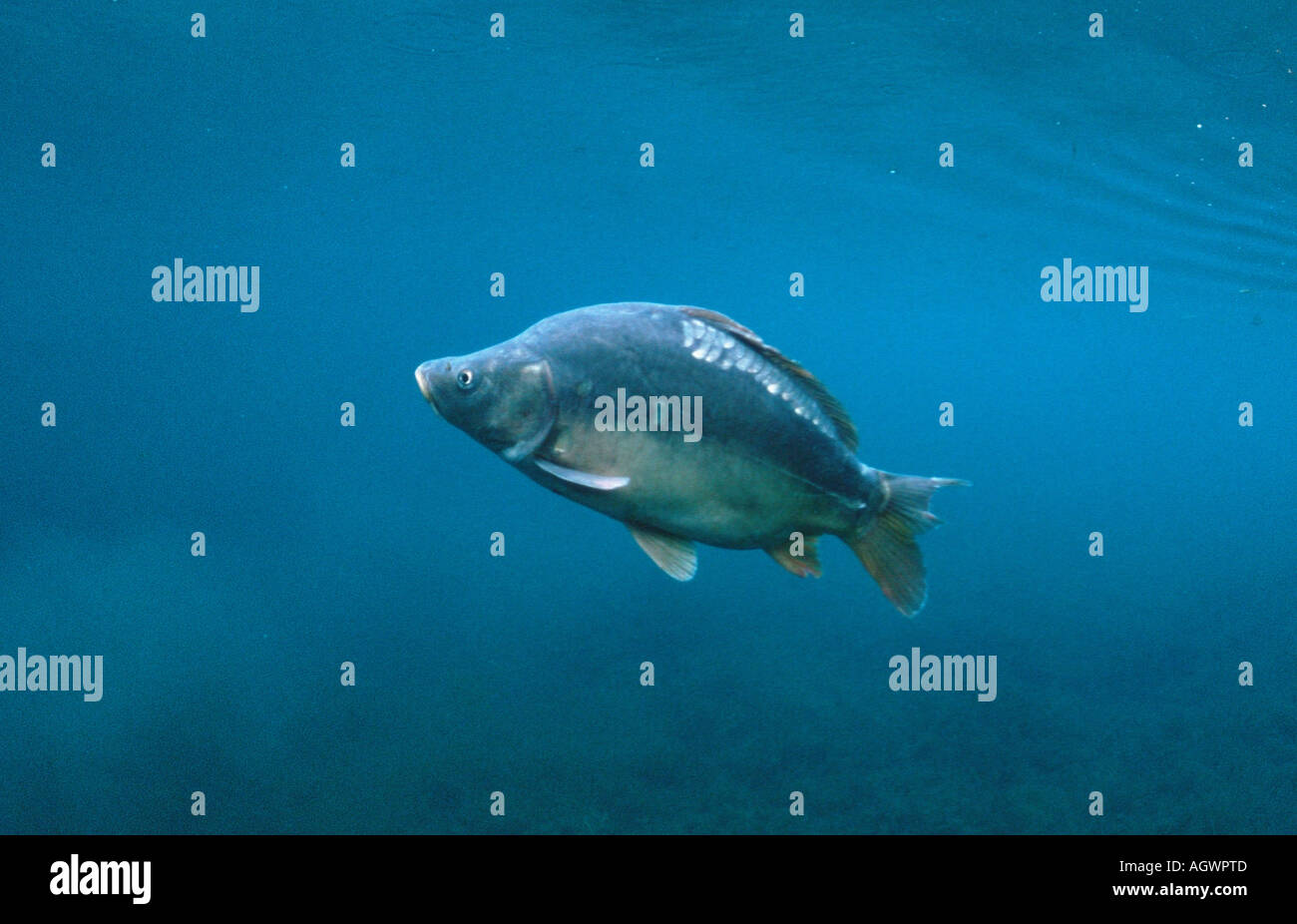 Common Carp / European Carp Stock Photo - Alamy